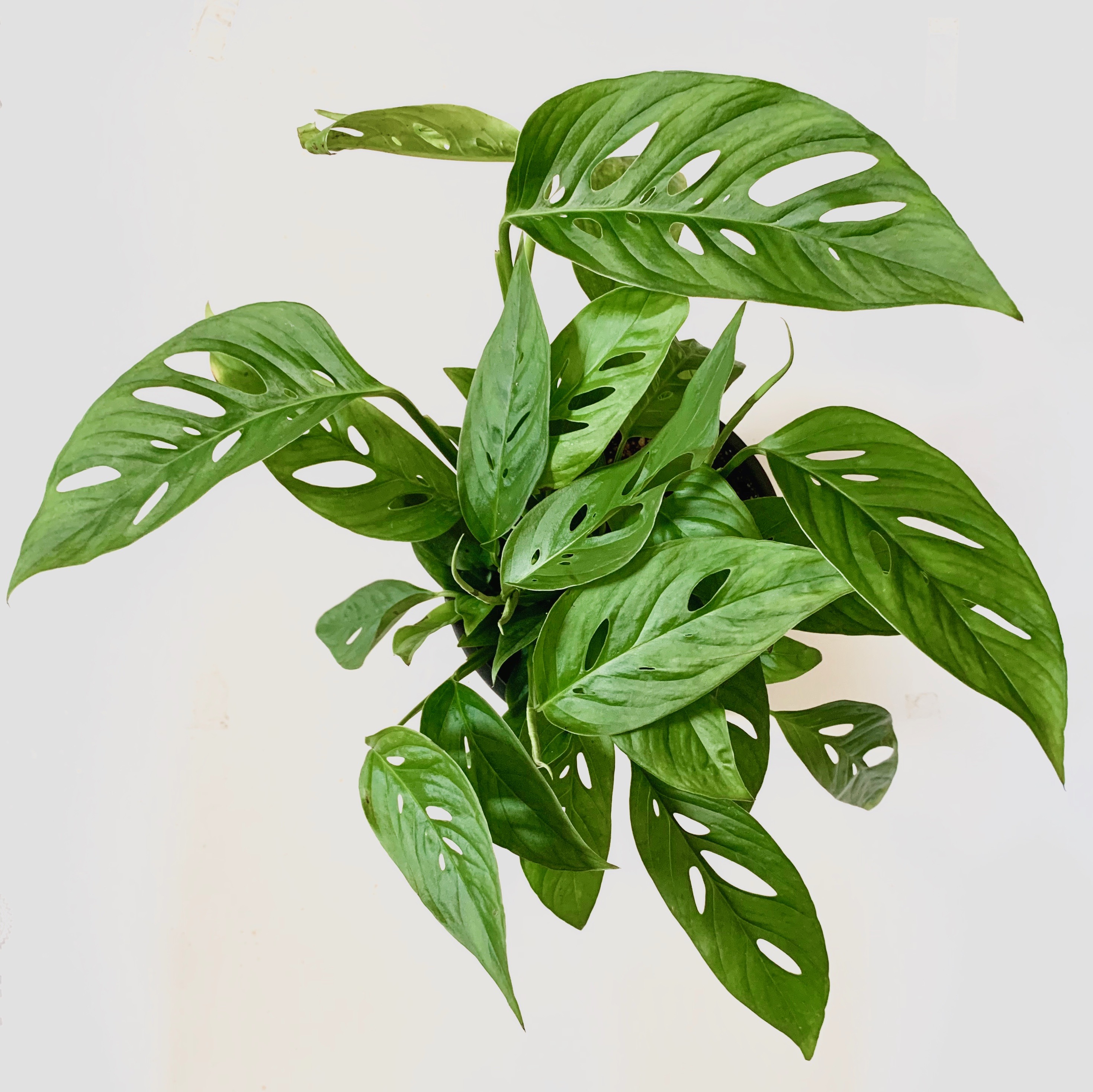 Monstera Adansonii - LoveMeTendrils