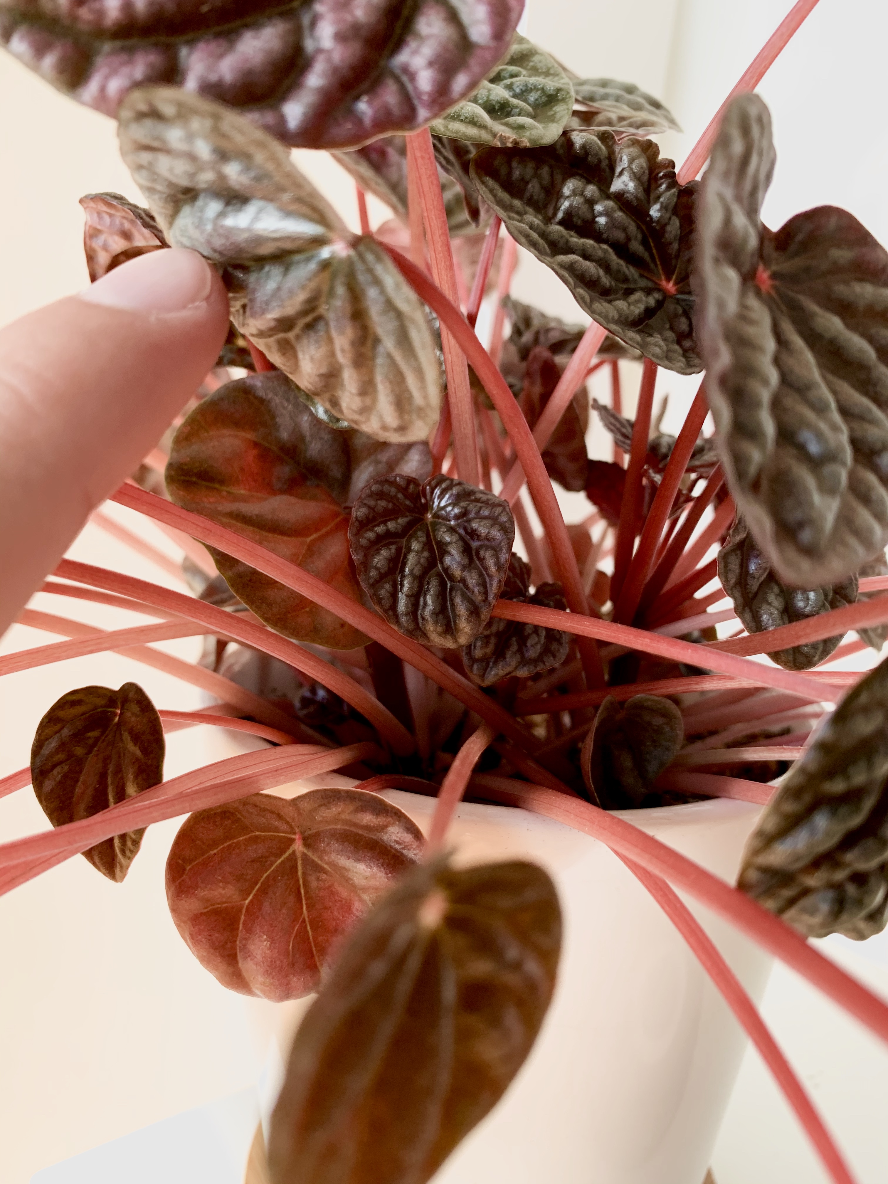 Peperomia Red Ripple - LoveMeTendrils