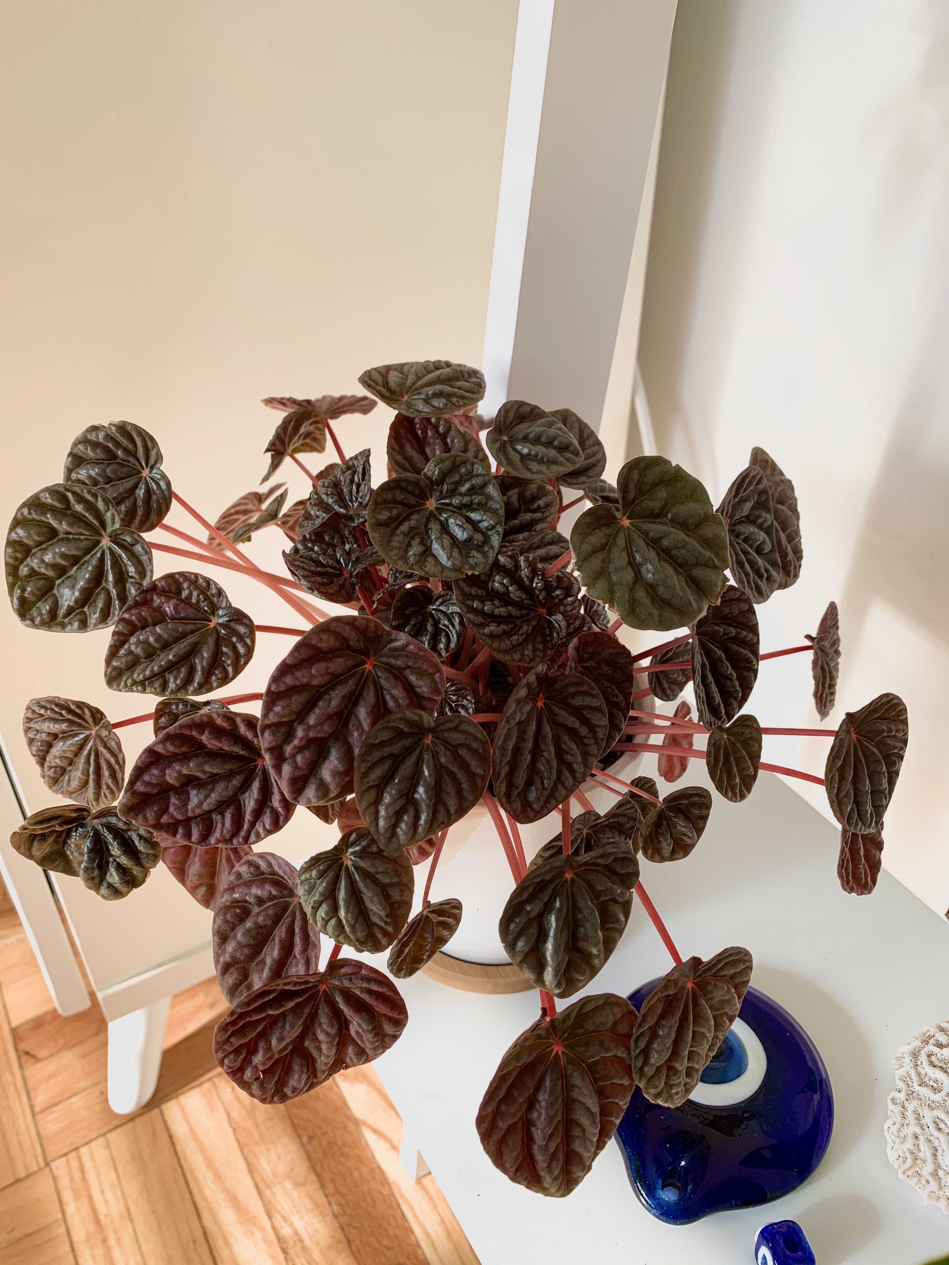 Peperomia Red Ripple - LoveMeTendrils