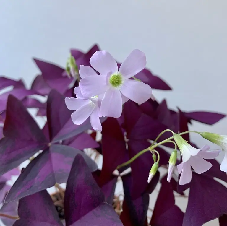 How To Grow Oxalis Triangularis From Bulbs