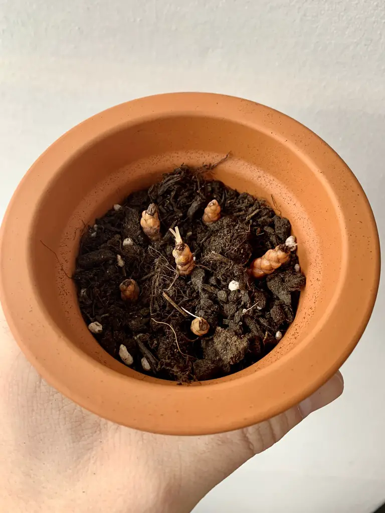 How To Grow Oxalis Triangularis From Bulbs