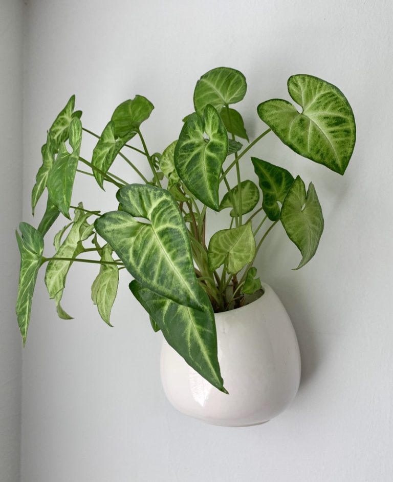 How To Care For Syngonium Podophyllum – Arrowhead Plant