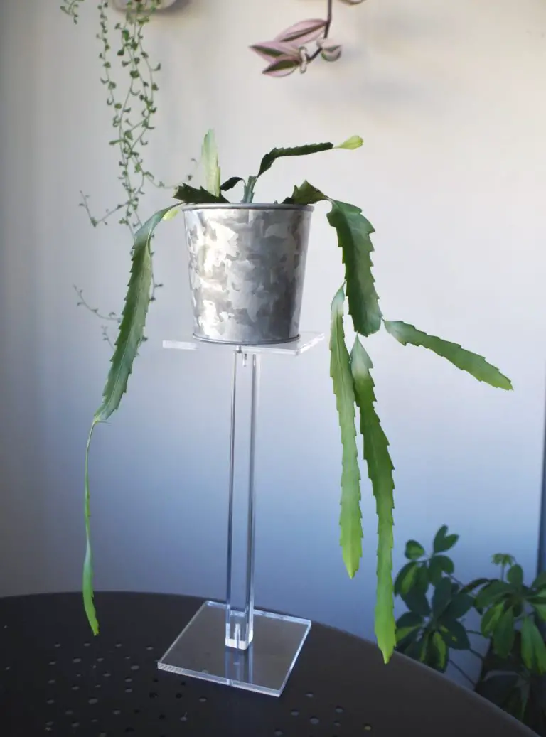 How To Grow Oxalis Triangularis From Bulbs