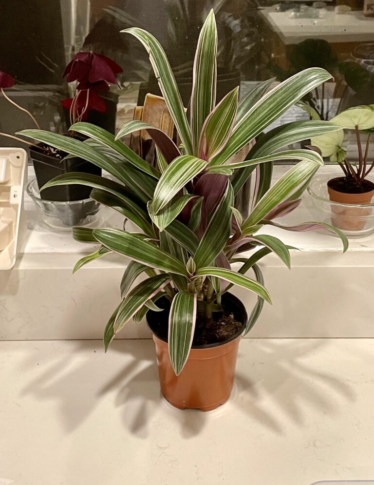 Rhoeo ‘Tricolor’ | Tradescantia Spathacea Care & Propagation