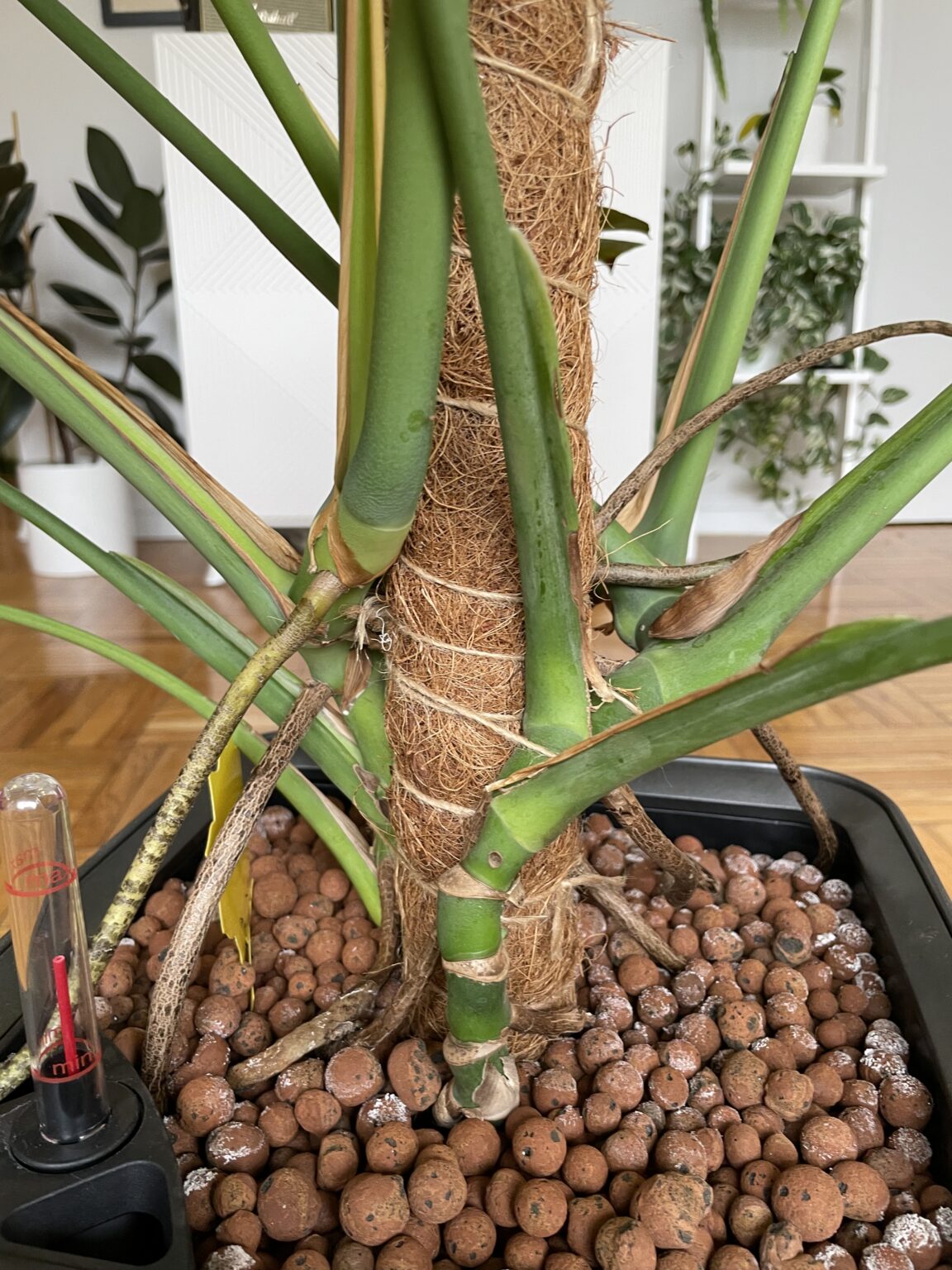 Growing Monstera Deliciosa In Leca: How To Transition & Grow